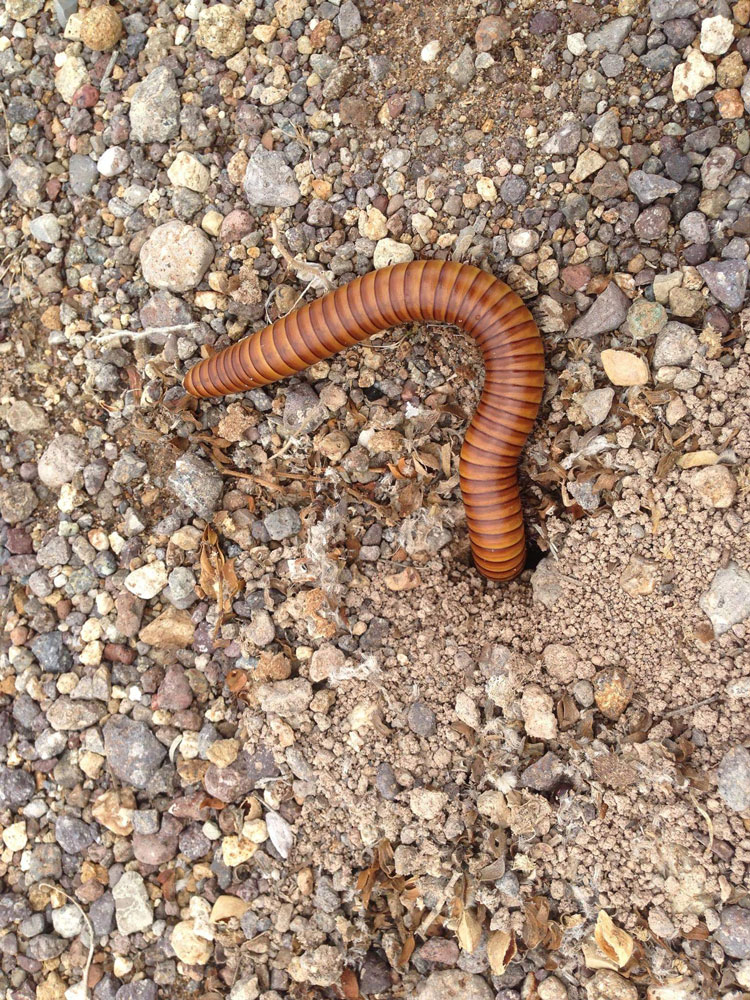 Look Where You Step - Alpine, TexasAlpine, Texas