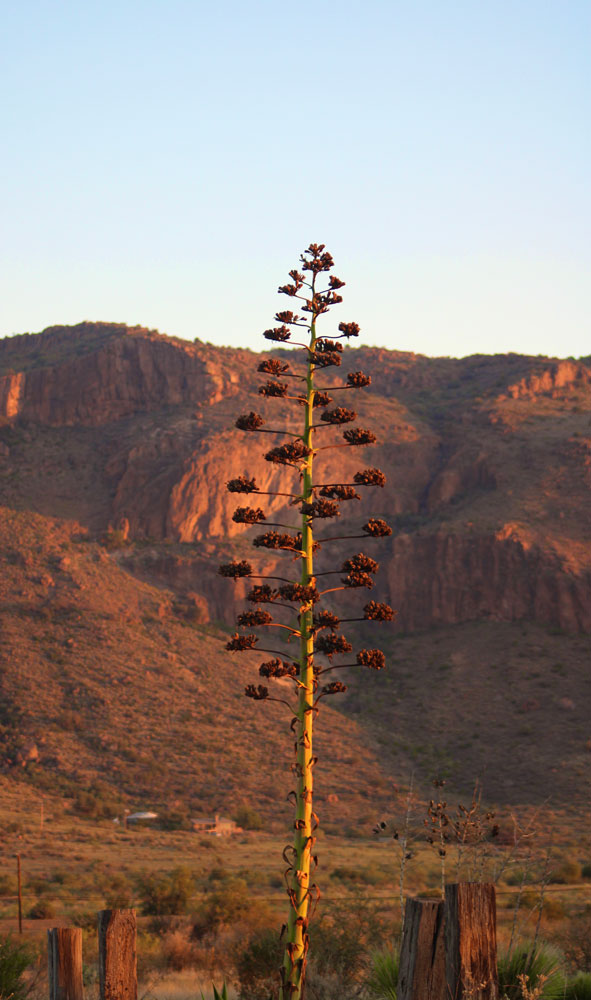 The Final Bloom - Alpine, TexasAlpine, Texas